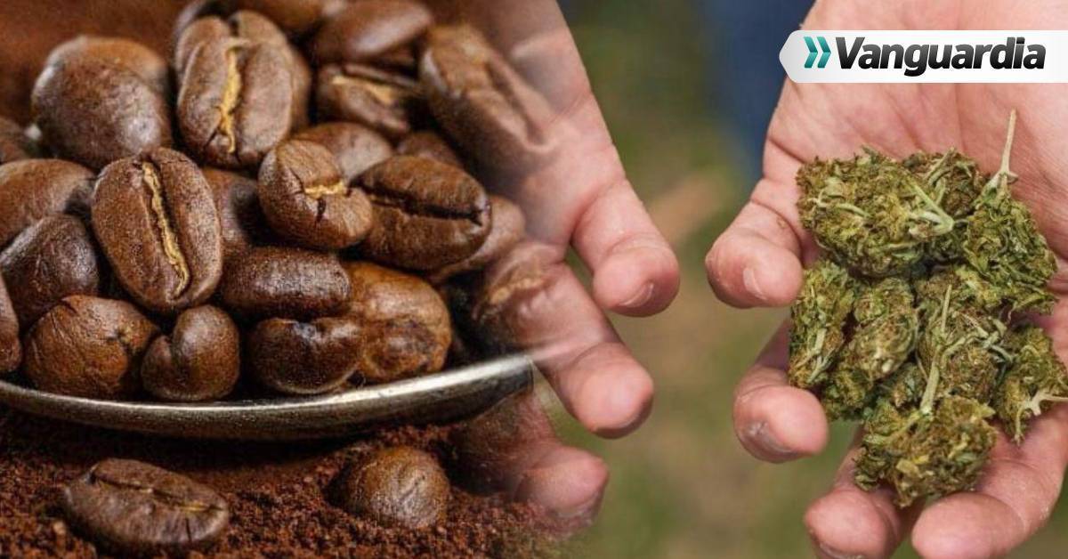 Dutch Coffee Shops Embrace Legally Grown Cannabis in a Bid for ...